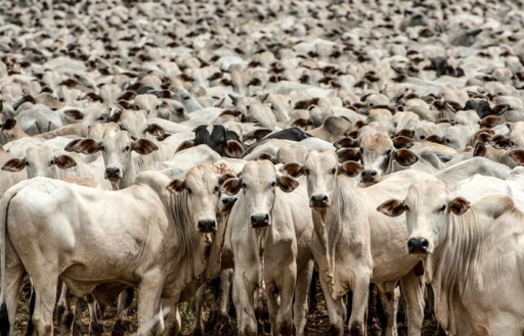 Na pecuária, o que rende mais, a fase da cria, da recria ou da engorda ...
